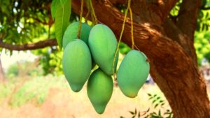 Vv 7.5 Amba Sutta: Mango Mansion – VirtualSangha