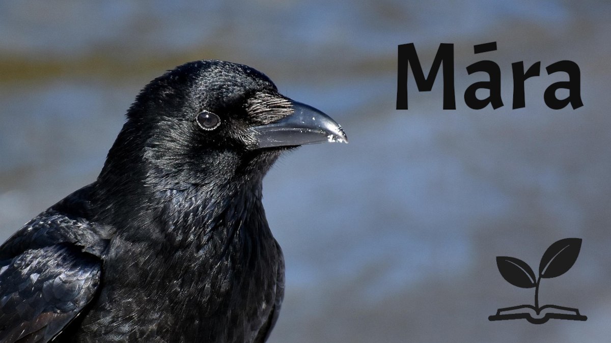 Māra – Daily Sutta Reading